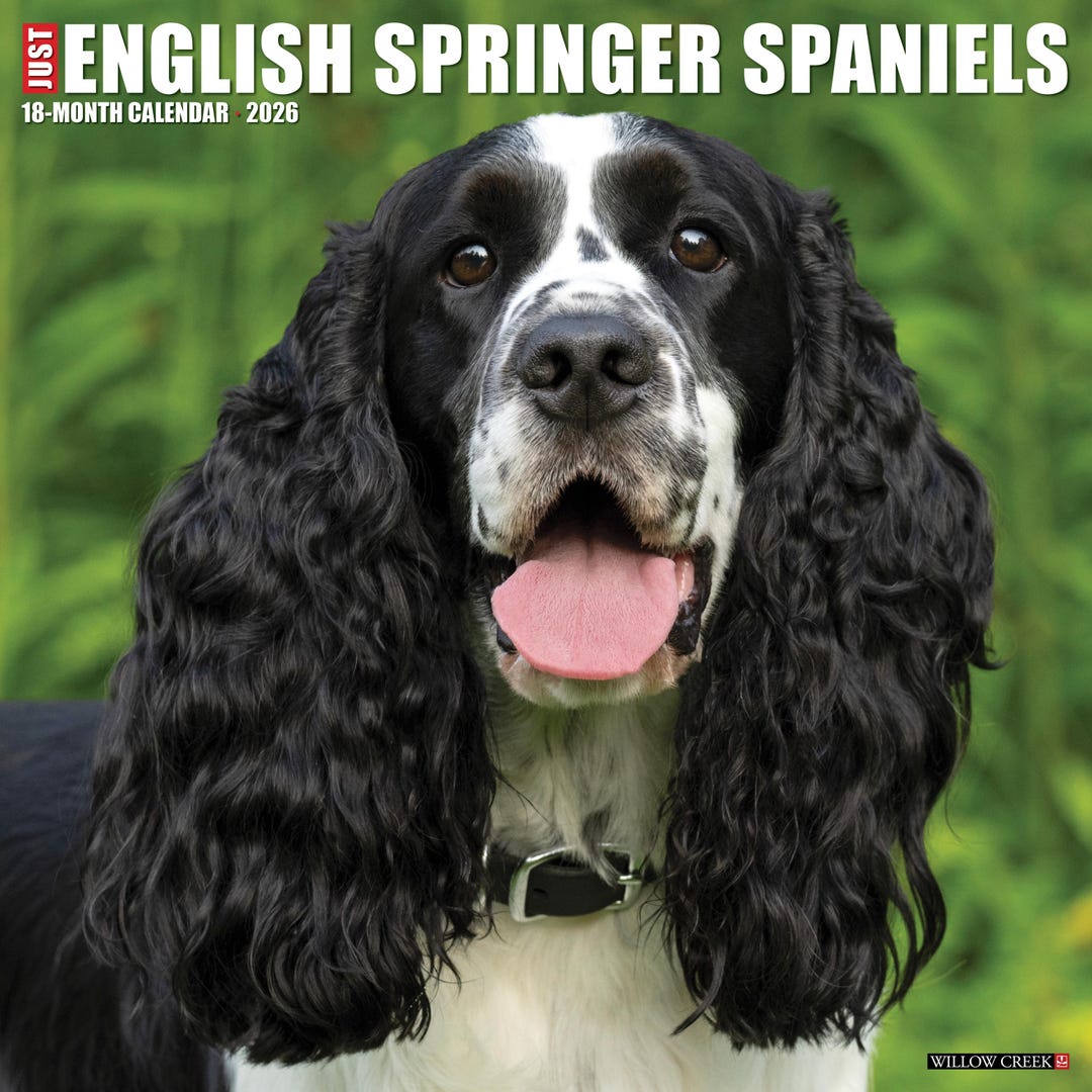 English Springer Spaniels 2026 12" X 12" Wall Calendar - Etsy