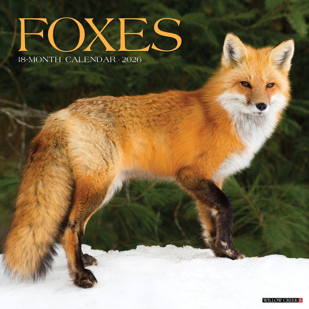 Foxes 2026 12" X 12" Wall Calendar - Etsy