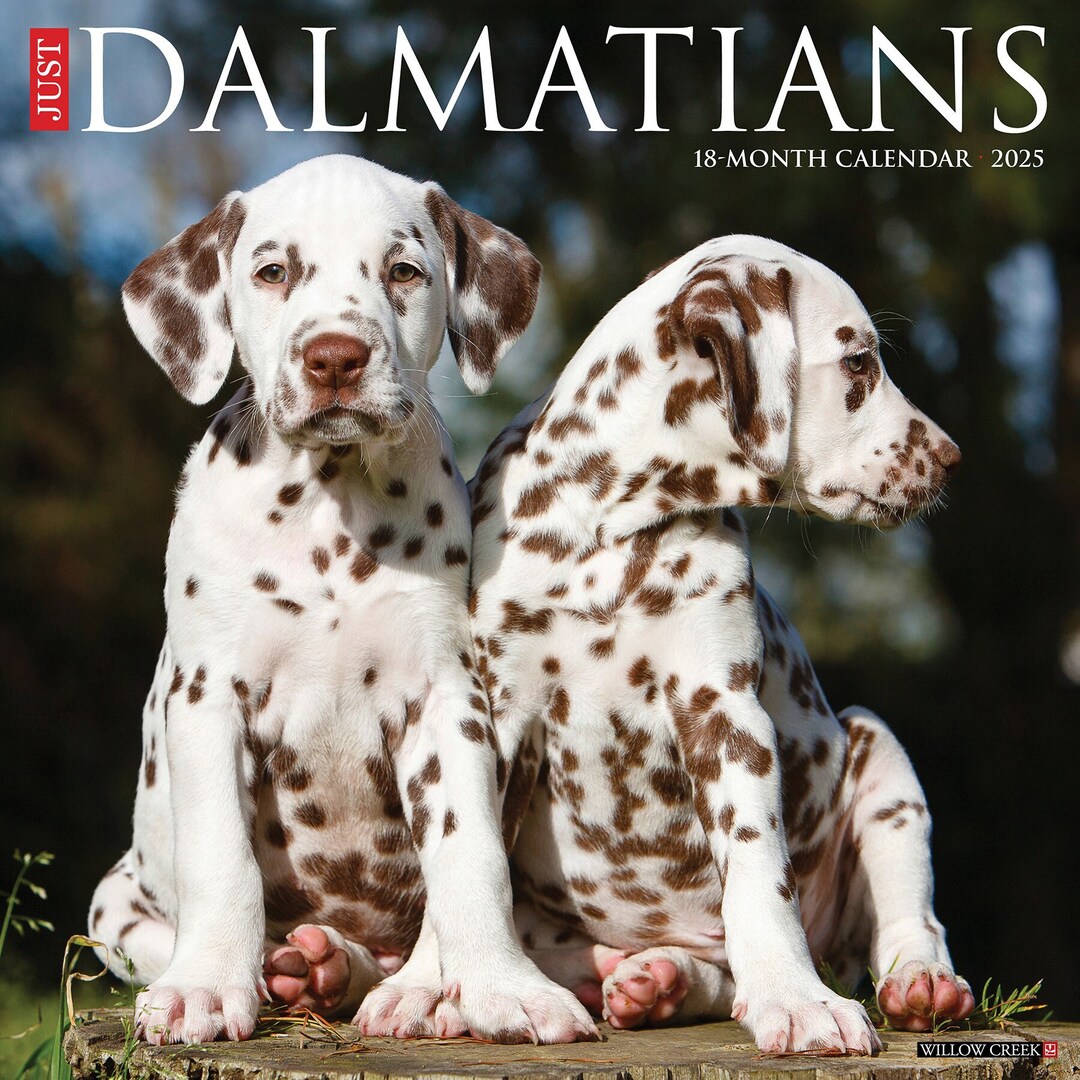 Dalmatians 2025 12" X 12" Wall Calendar - Etsy