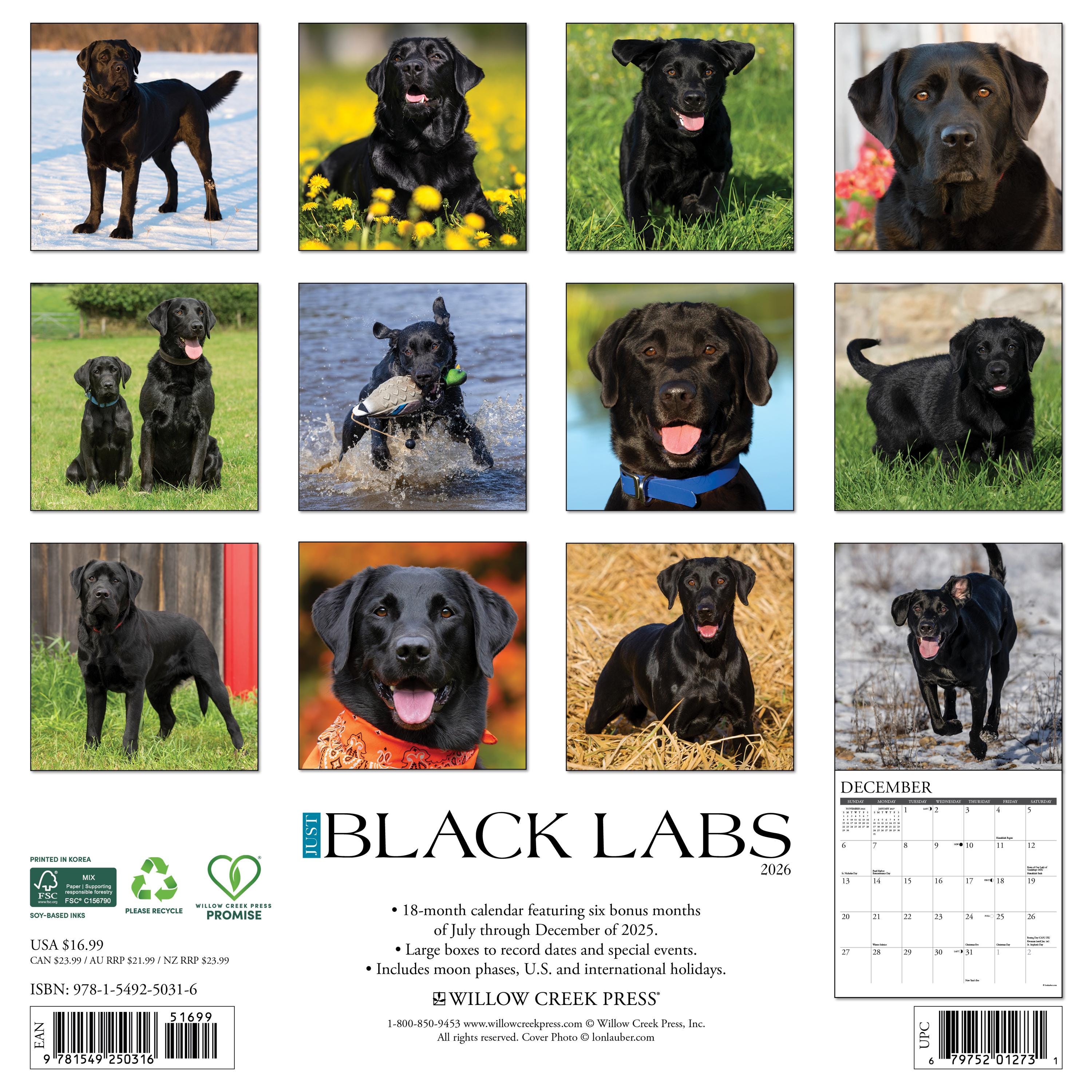 Black Labs 2026 12" X 12" Wall Calendar - Etsy