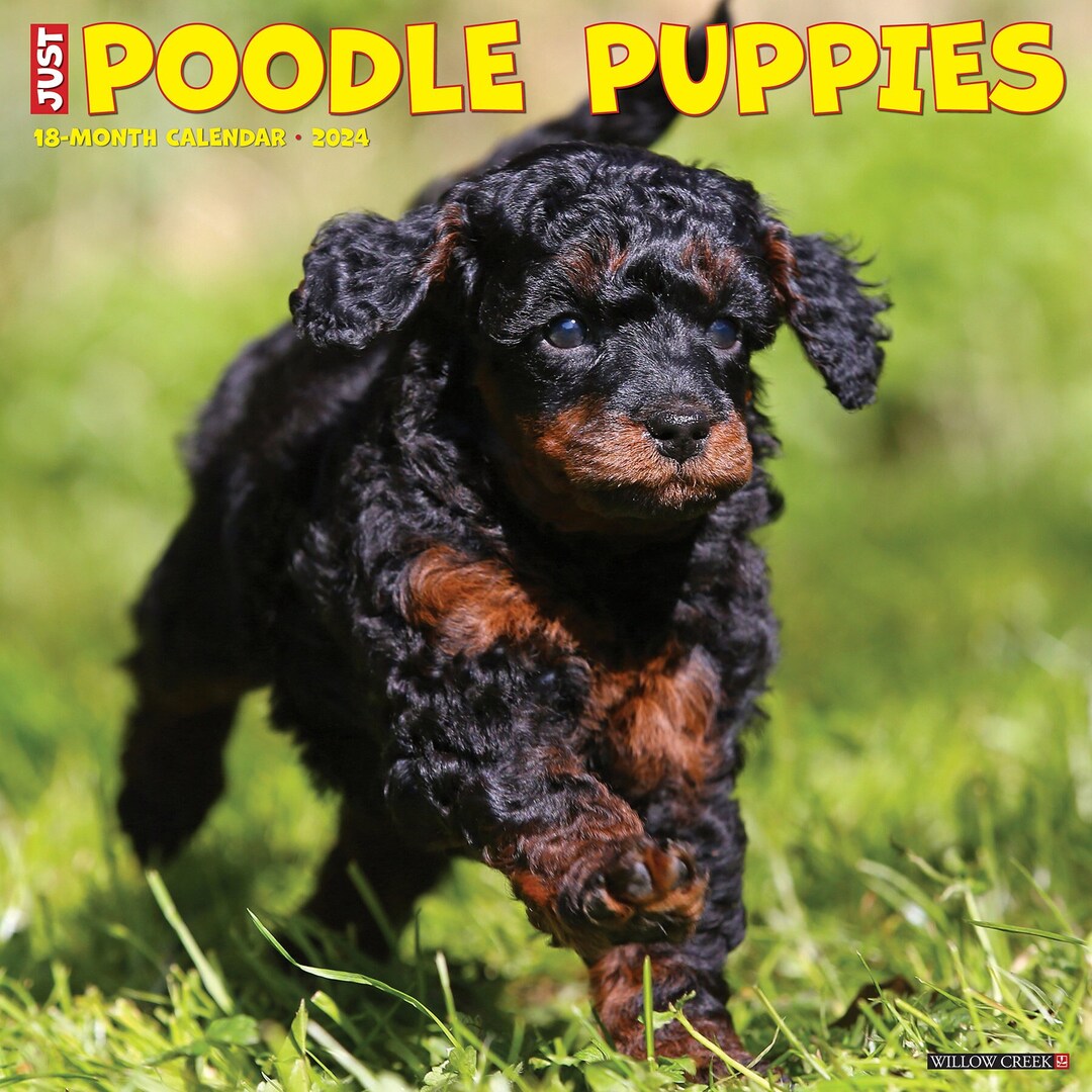 Just Poodle Puppies 2024 12 X 12 Wall Calendar - Etsy