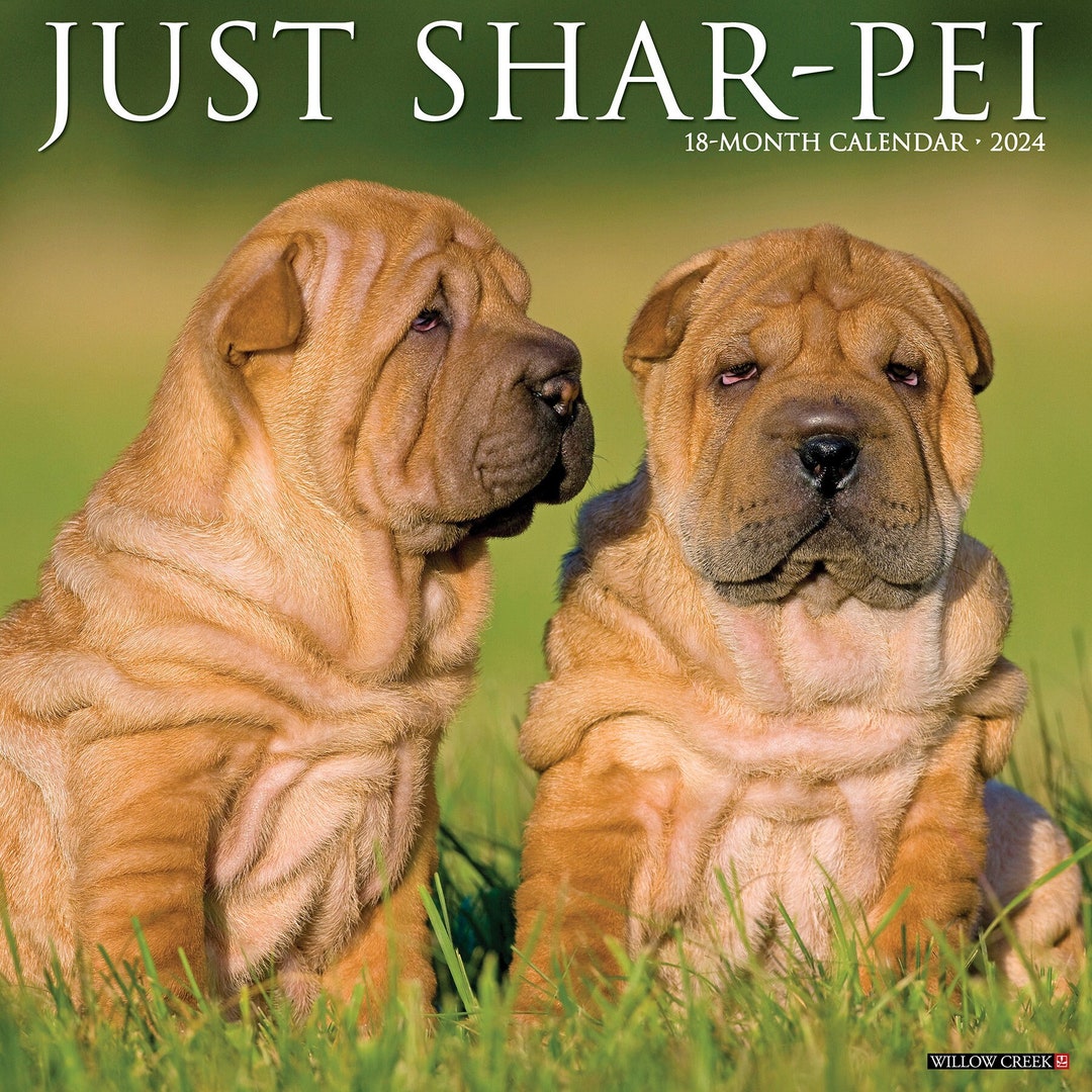 Just Shar-peis 2024 12 X 12 Wall Calendar - Etsy