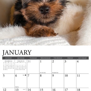 Yorkie Puppies 2025 12" X 12" Wall Calendar - Etsy