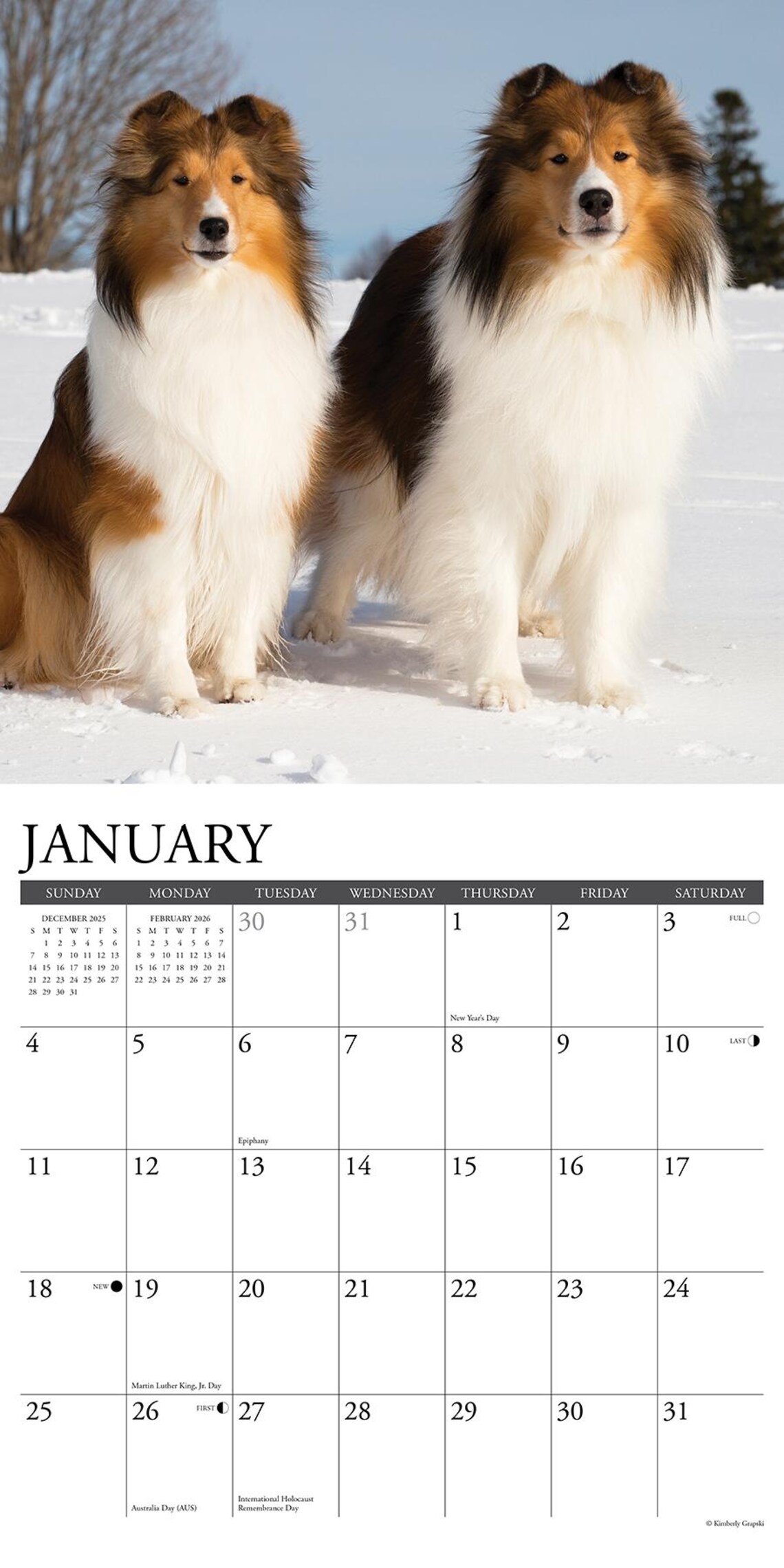 Shelties 2026 12" X 12" Wall Calendar - Etsy