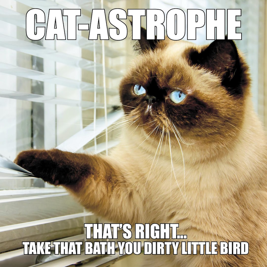 Cat-astrophe Gift Book - Etsy
