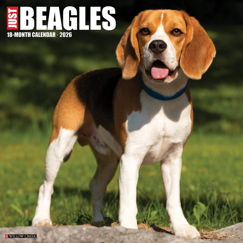 Beagles 2026 12" X 12" Wall Calendar - Etsy