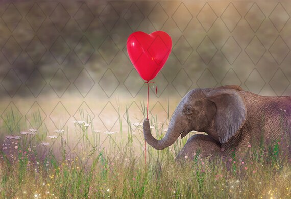 Elephant Heart Backgrounds