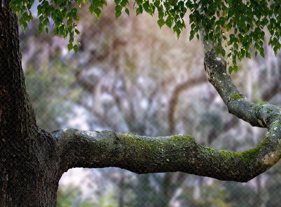 Tree Branch Digital Background, Magical, Beautiful, Tree Branch to ...