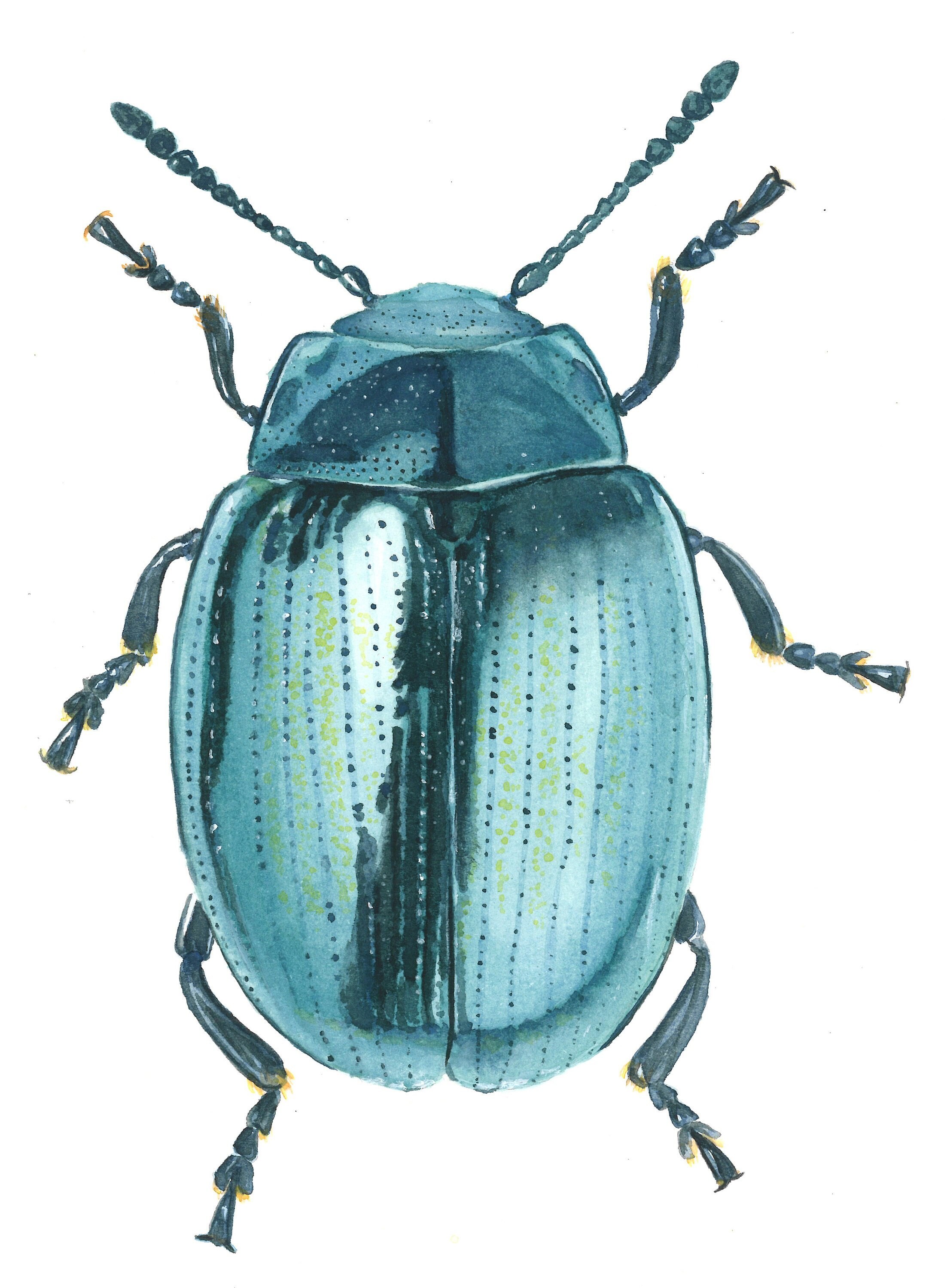 Blue Beetle Watercolor Painting, Giclée Art Print, 5x7 Insect Artwork ...