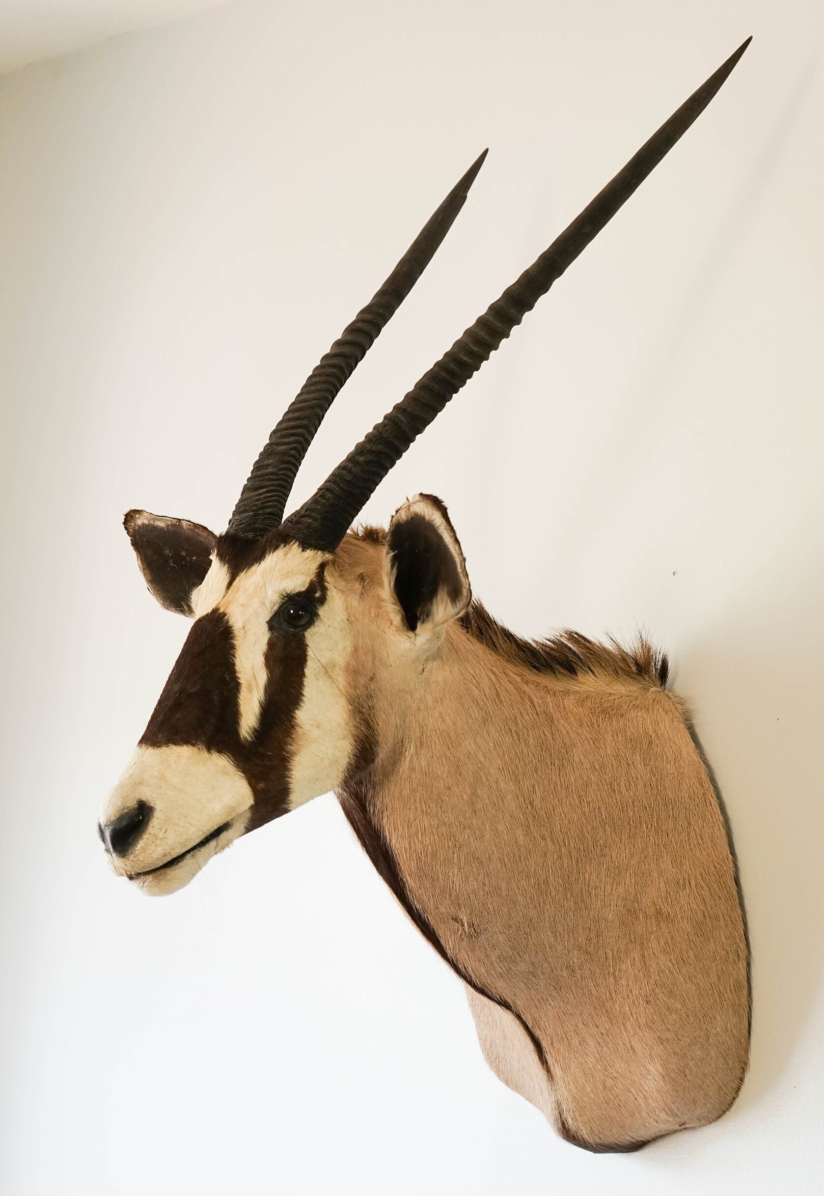 Gemsbok Mount