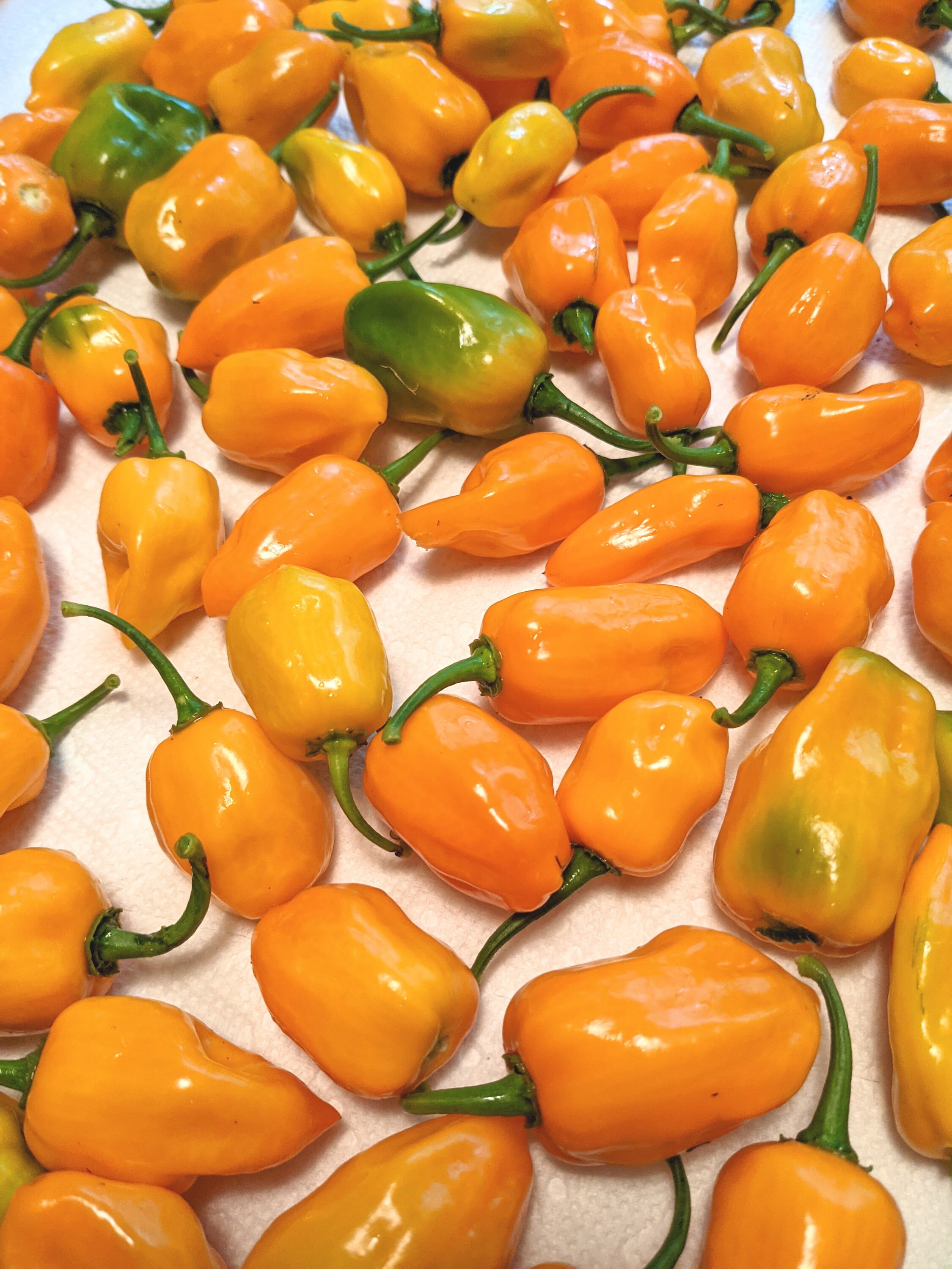Dried Habanero Peppers – Tropical Sweet Heat - HOT PEPPERS - Etsy