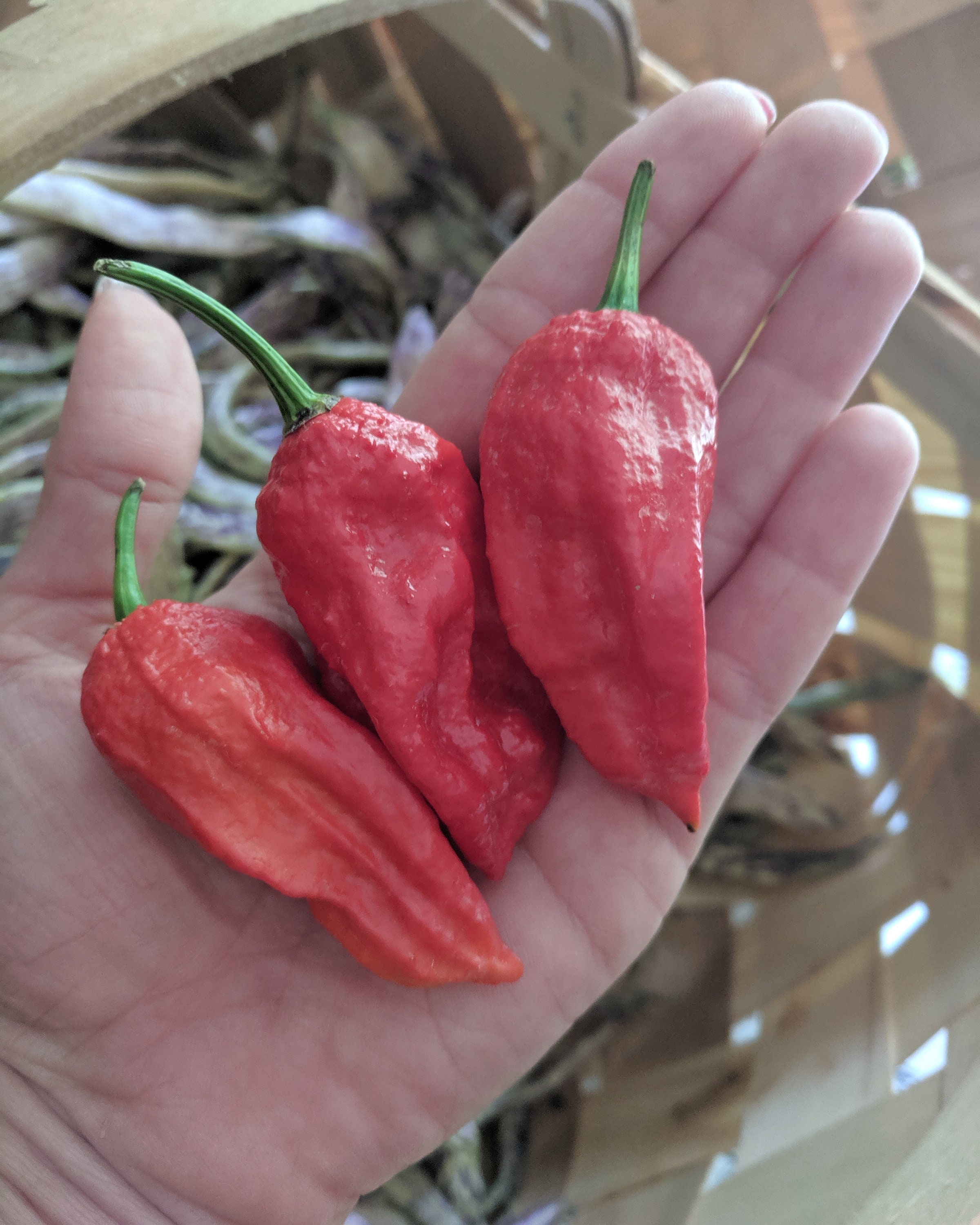 Dried Ghost Peppers – Original or Wood Smoked Flavor- HOT PEPPERS - Etsy