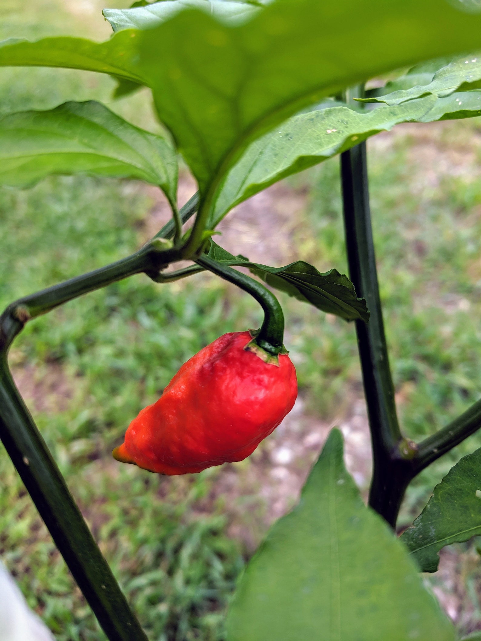 Dried Ghost Peppers – Original or Wood Smoked Flavor- HOT PEPPERS - Etsy