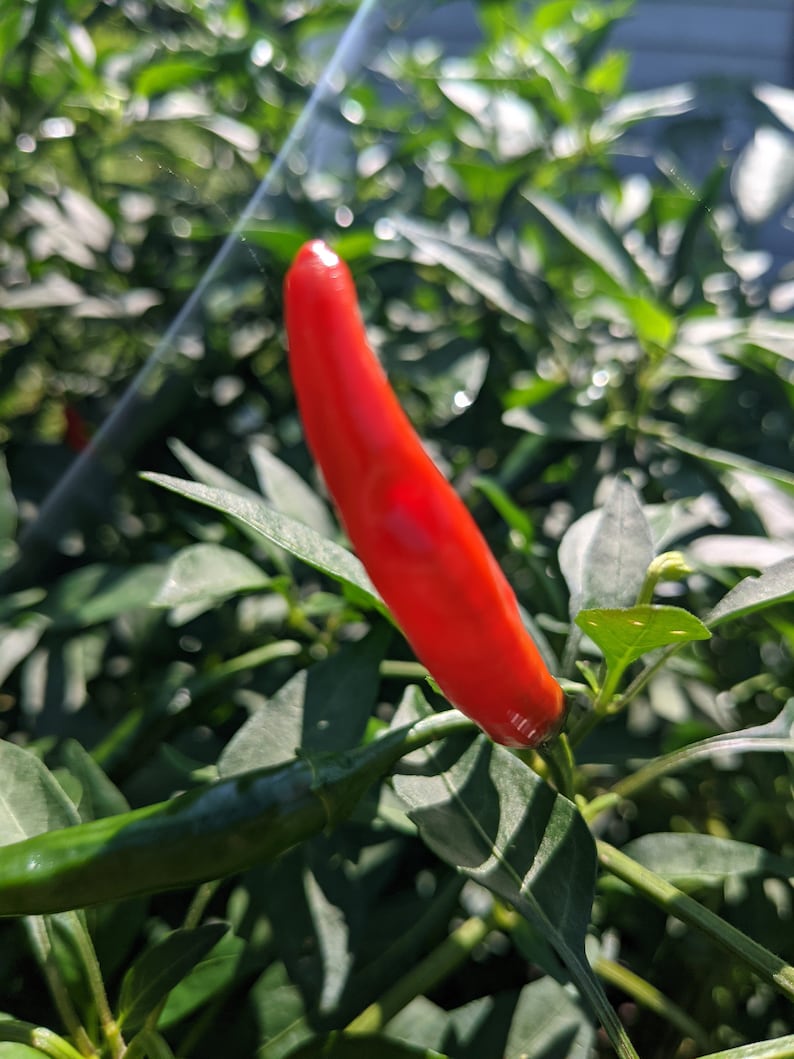 Dried Bangkok THAI CHILLI Peppers - Ready to Powdered, Crush or ...