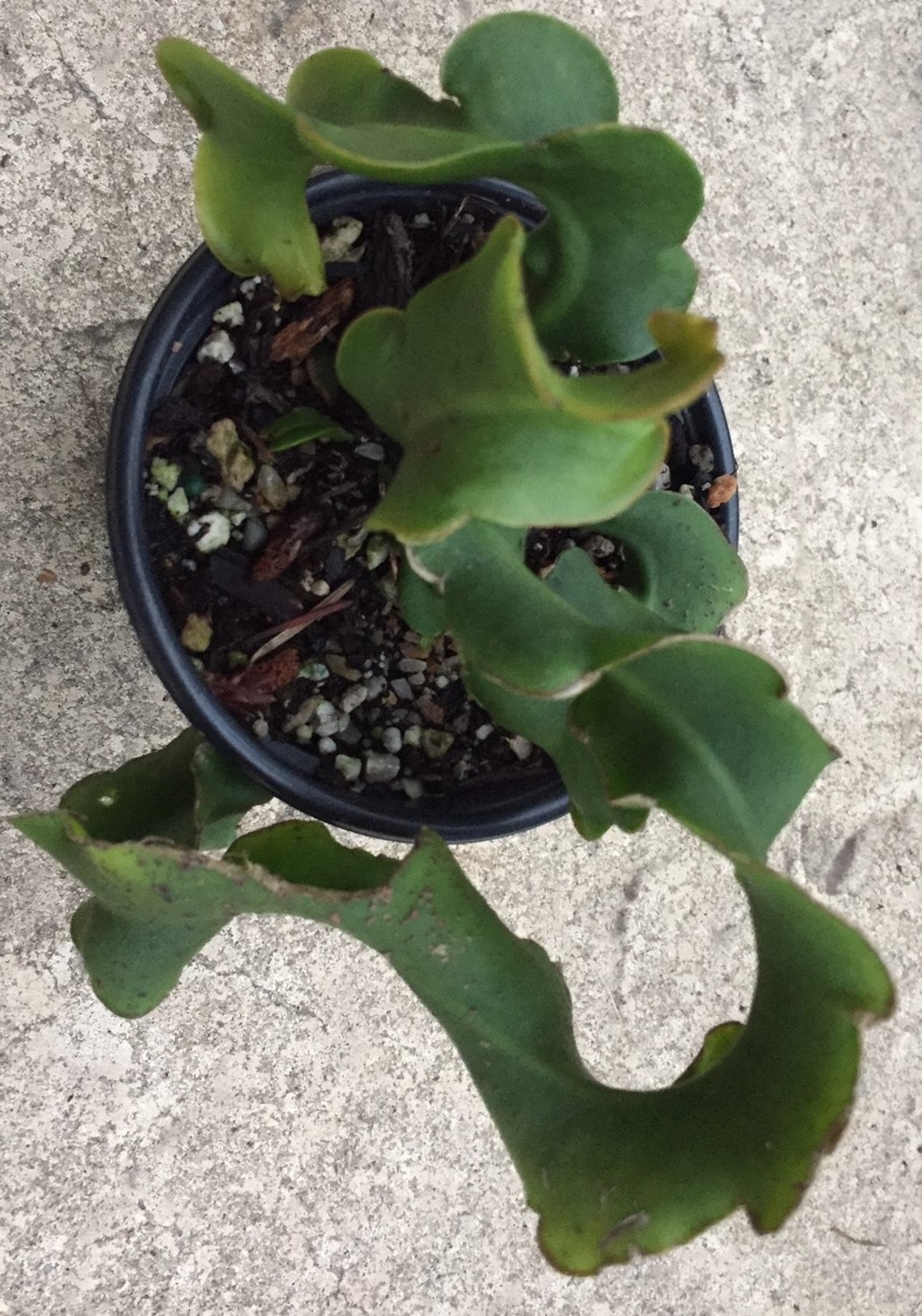 Curly Orchid Cactus, Epiphyllum Guatemalense Monstrose, Curly Locks ...