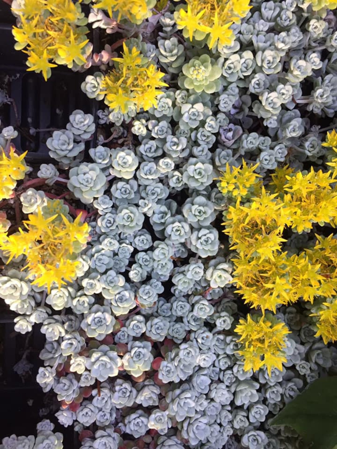 Cape Blanco Sedum Stonecrop (mini Rosettes) - Etsy