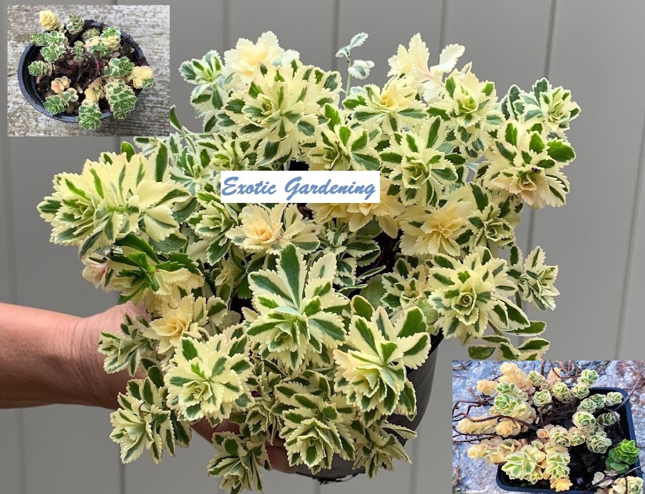Atlantis Plants