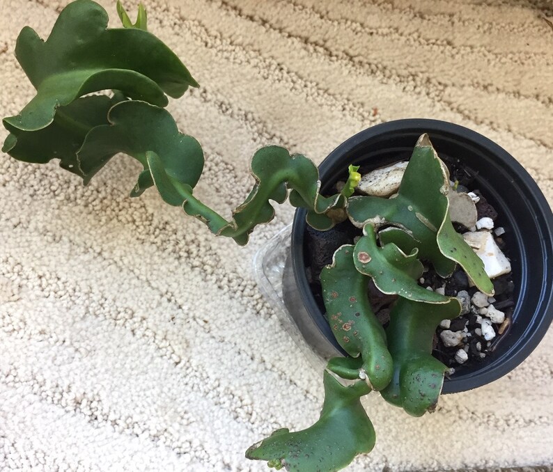 Curly Orchid Cactus, Epiphyllum Guatemalense Monstrose, Curly Locks ...
