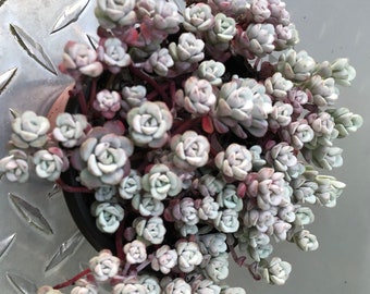 Cape Blanco Sedum Stonecrop mini Rosettes - Etsy