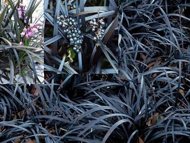 Jet Black Mondo Grass Ophiopogon Planiscapus Nigrescens 10 Starter Plants Etsy