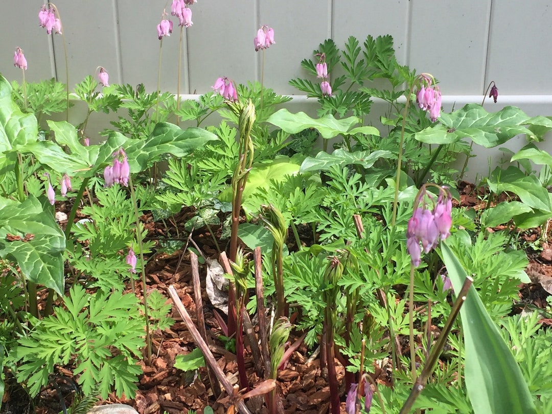 Dwarf Bleeding Hearts (live Plants): Cold Hardy, Carefree - Etsy