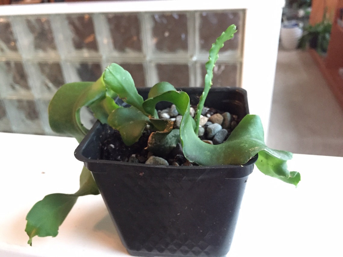 Curly Orchid Cactus, Epiphyllum Guatemalense Monstrose, Curly Locks ...