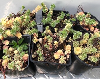 2, 4 Pot of Sedum Takesimense 'atlantis' Stonecrop Variegated Succulent ...