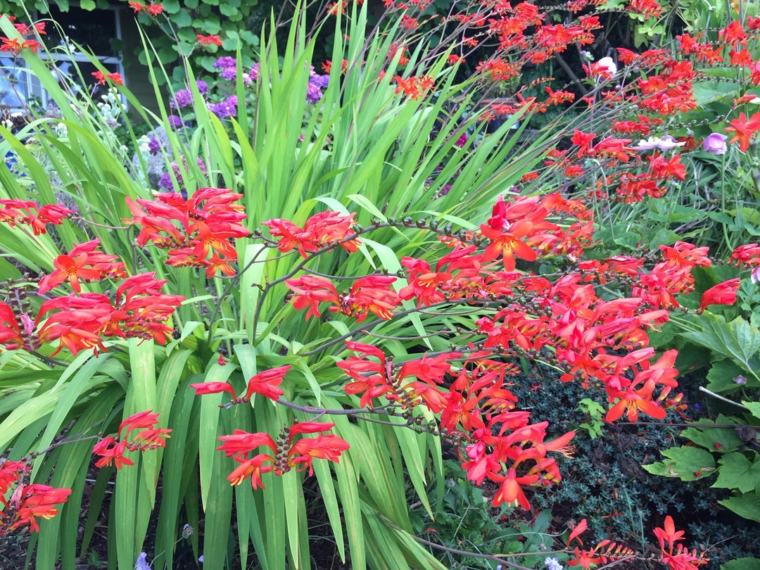 Crocosmia: Bright Fire Red (10 Bulbed Plants) - Etsy