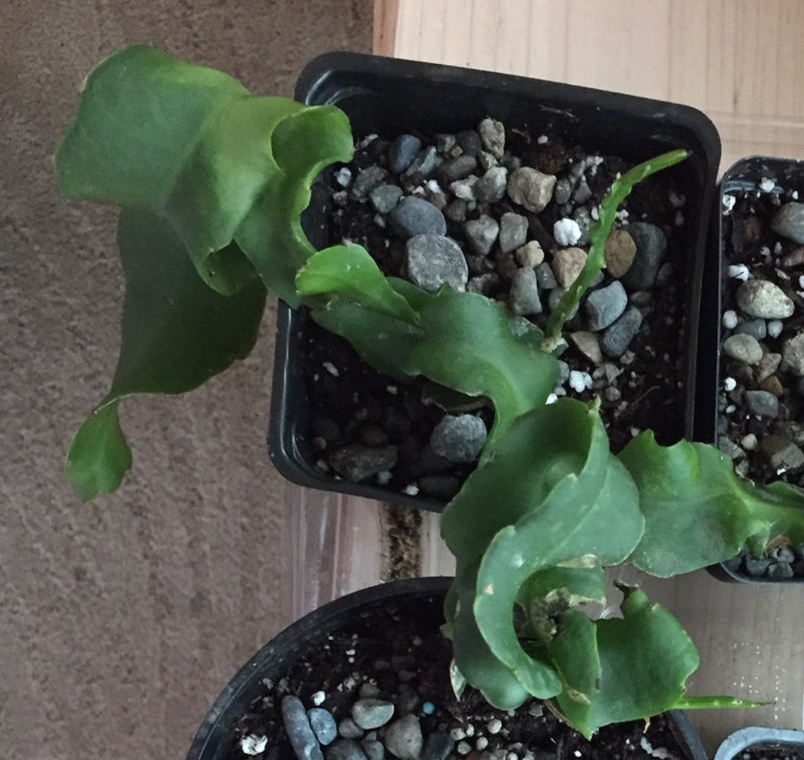 Curly Orchid Cactus, Epiphyllum Guatemalense Monstrose, Curly Locks ...