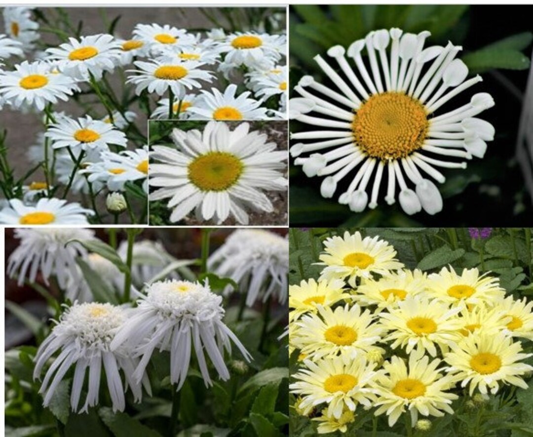 Shasta Daisy (5 Live Plants: Bare-roots) - Etsy