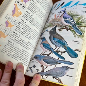 Birds of North America Guide Book Soft Cover - Etsy
