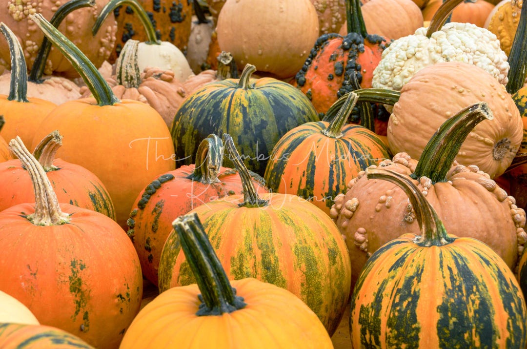 Autumn Mixed Colored Pumpkins - Digital Download - Digital Print - Etsy