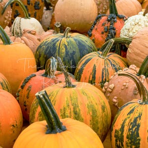 Autumn Mixed Colored Pumpkins - Digital Download - Digital Print - Etsy
