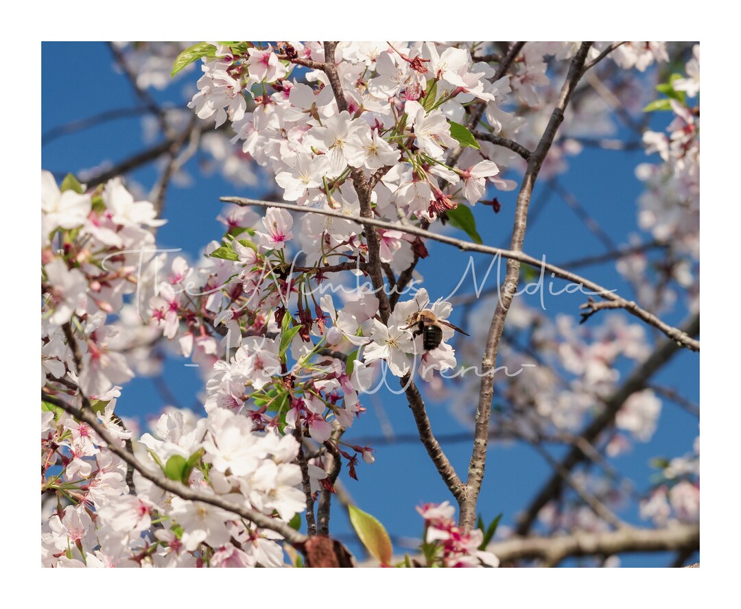 Cherry Blossom Bee - Digital Download - Digital Print - Stock Image - Etsy