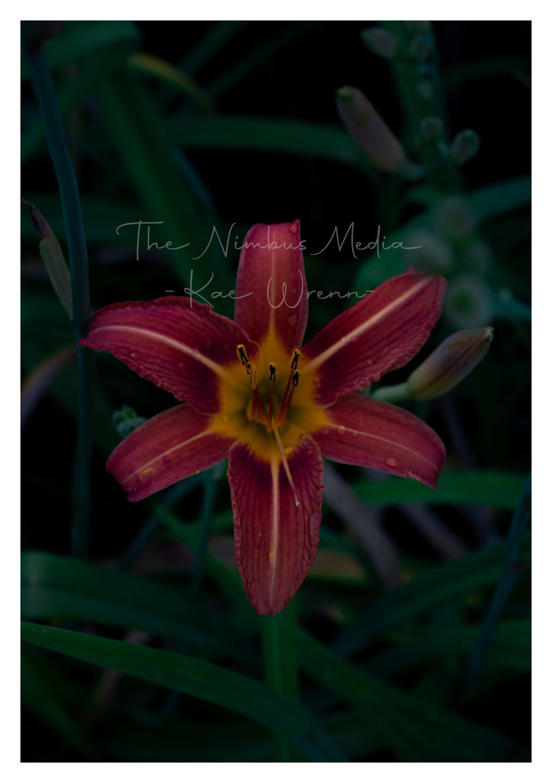 Dark Lilly - Flower Wall Art | Floral Wall Hanging | Botanical ...