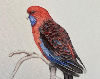 Rosella Print Australian Animal Prints, Rosella Watercolour Wildlife ...