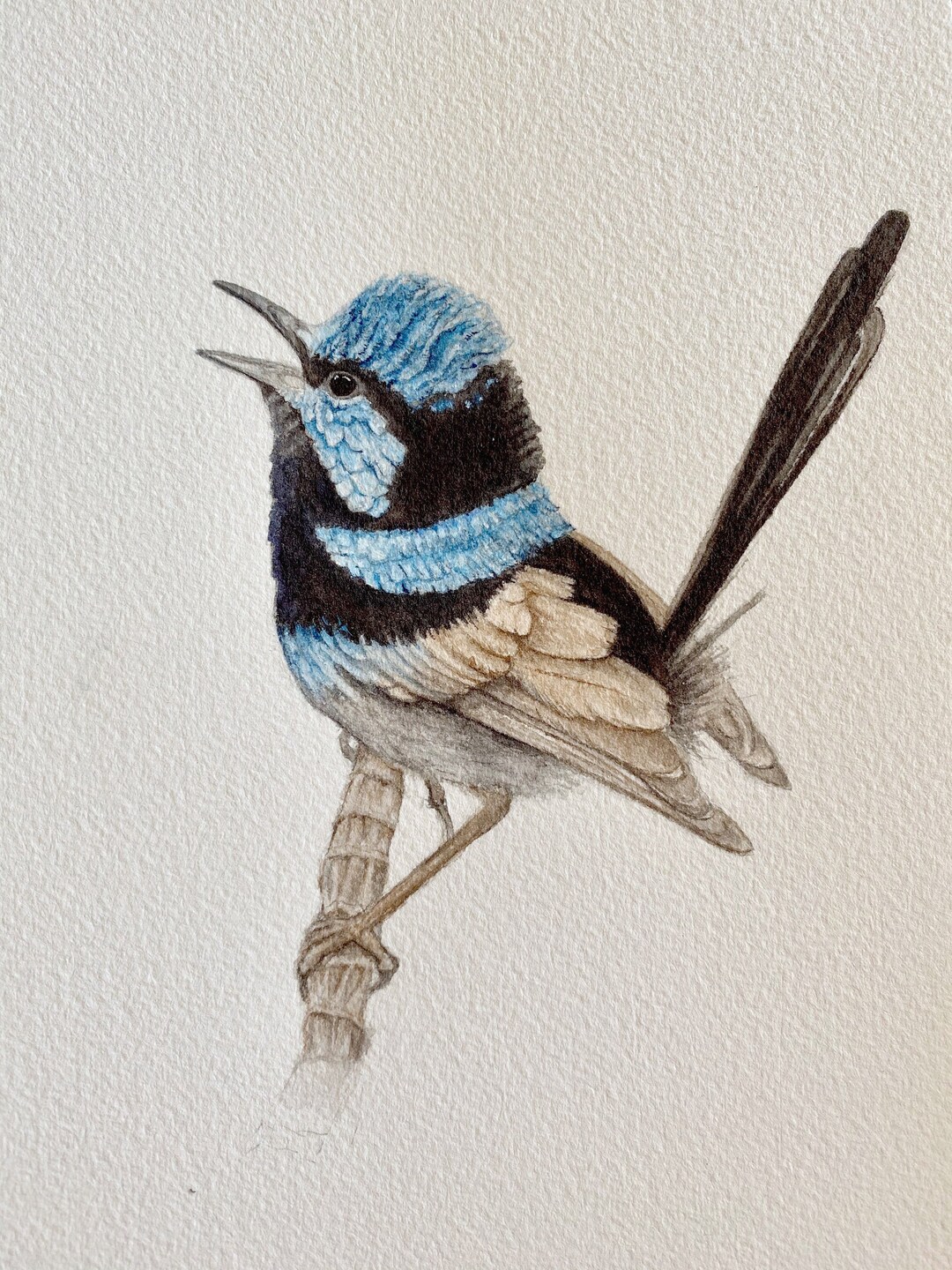 Superb Blue Wren Print - Etsy