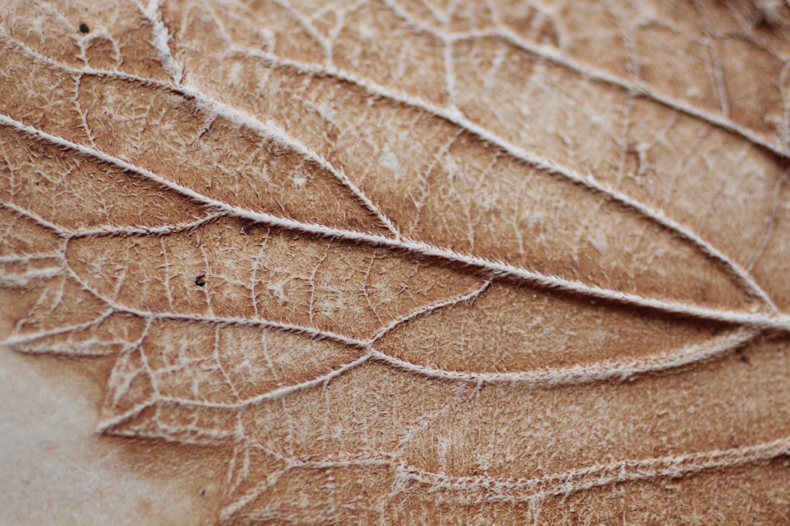 Nettle Bas Relief, Botanical Bas Relief, Plaster Cast, Nature Inspired ...