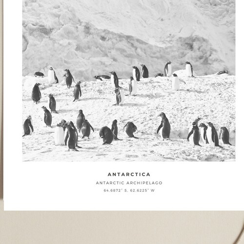 Gentoo Penguin Print Antarctica Wildlife Poster Iceberg and - Etsy