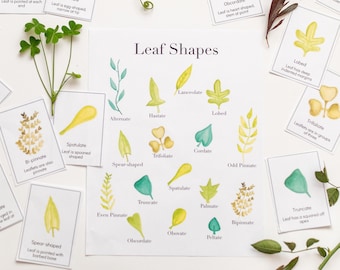 Leaf Flash Cards - Etsy