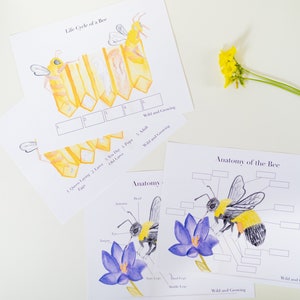 Bee Unit Study | Bee Anatomy & Life Cycle Worksheets - Etsy