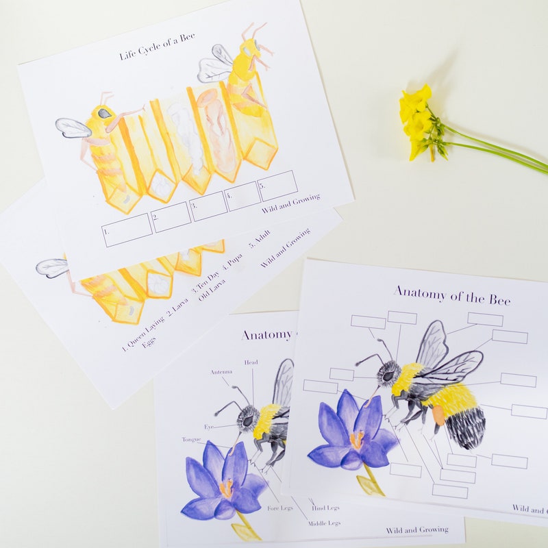 Life Cycle of a Honey Bee - Etsy
