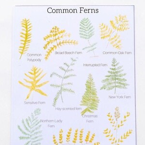 Fern Identification Poster Guide - Etsy