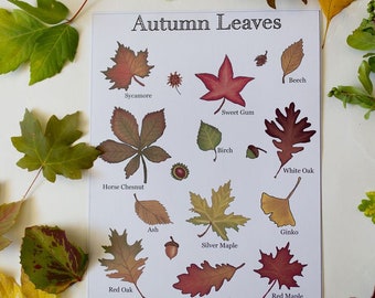 Tree Leaves Identification Poster British Species - Etsy