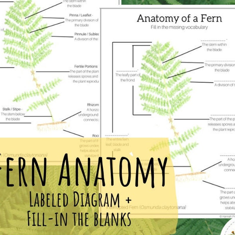 wildandgrowing - Etsy