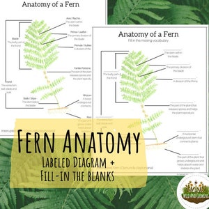 Anatomy of a Fern - Learn Parts of Plants Worksheets - Etsy