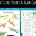 Sea Turtle Poster & Flash Cards | Instant Download - Etsy