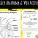 Spider Anatomy & Web Building Activity Book | Etsy