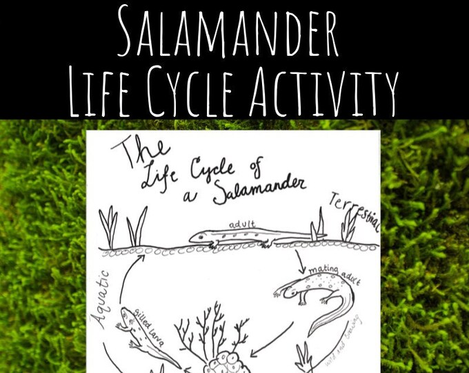 Salamander Life Cycle Activities | Homeschool Printable | Foldable ...