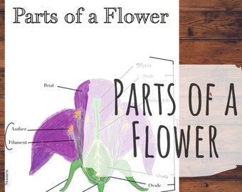 Parts of the FLOWER Montessori Botany Unit Study 5-part Card Definition ...